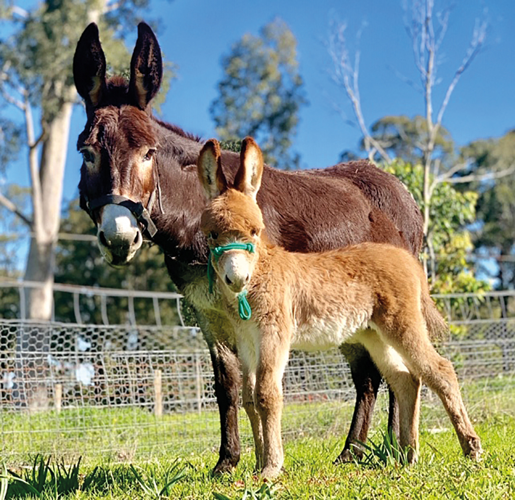 Land of donkeys : Hunter and Coastal Lifestyle