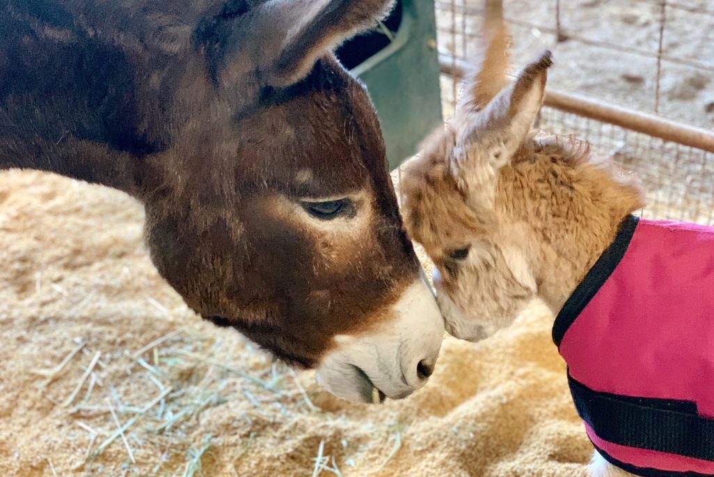 Dedicated to donkeys, donkey days, donkey devotee : Hunter and Coastal ...